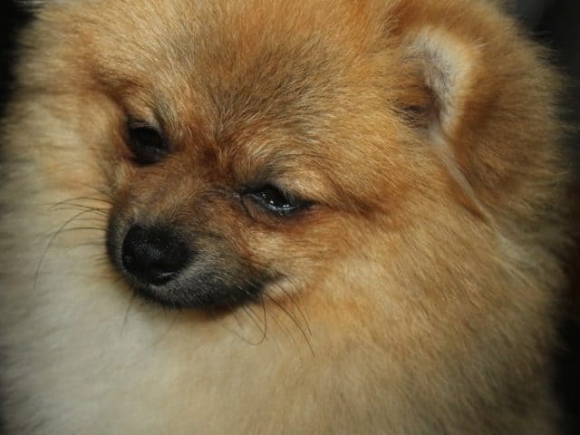 Human Food for Pomeranians: What’s Safe? – Spinning Pom