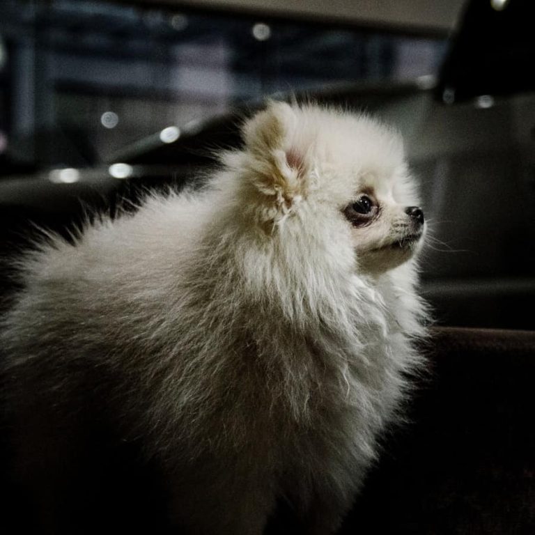 12 Signs You Have an Overweight Pomeranian - Spinning Pom