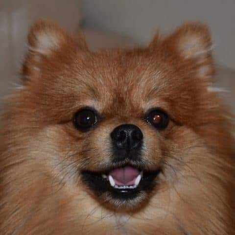 Unbelievable History of Pomeranians (Plus Amazing Pictures) - Spinning Pom