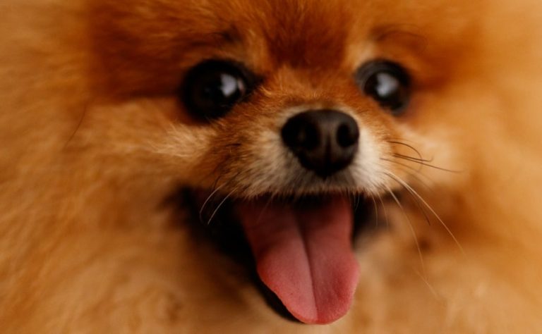 8 Amazing Throwback Pomeranian Facts - Spinning Pom