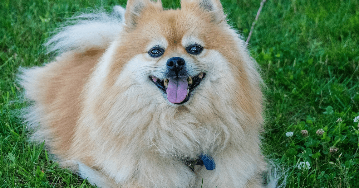 Fox Face Pomeranian - Spinning Pom