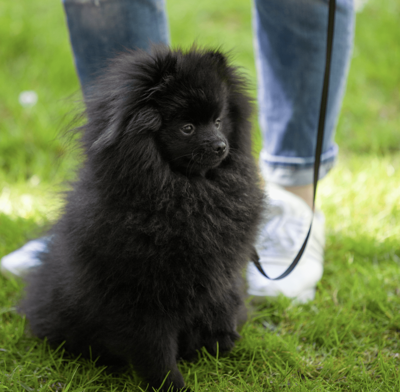 Black Pomeranian - Spinning Pom